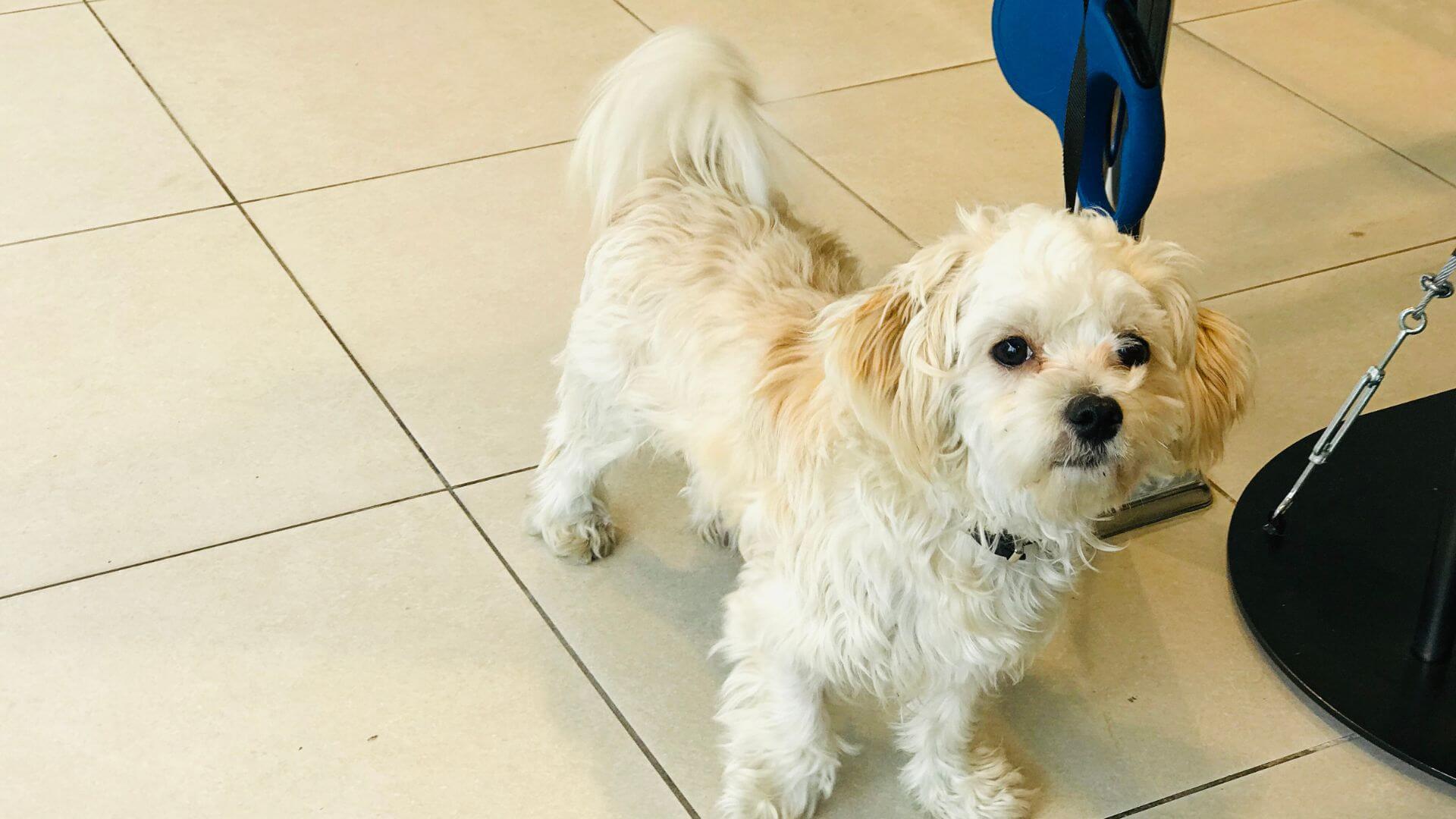 Boarding Intake Form | Knox Pet Clinic